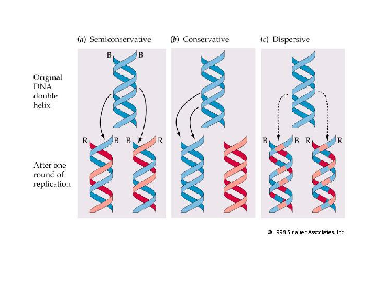 DNA - Substansi Genetika | de Biology