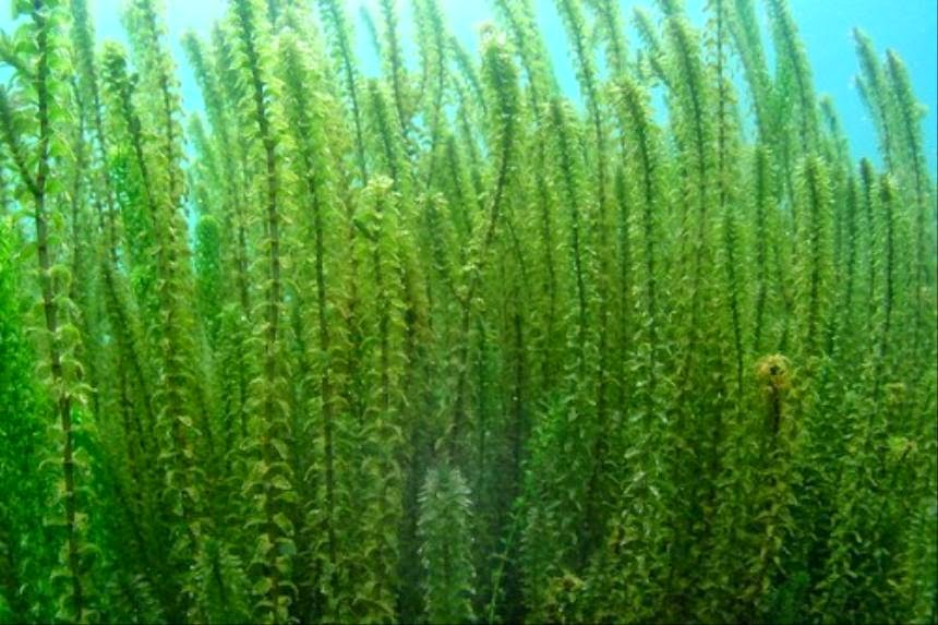 Mengenal Deskripsi Lamun