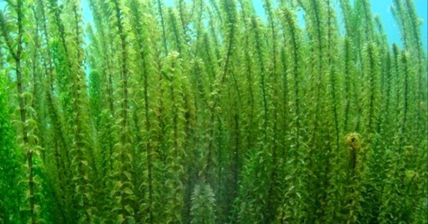 Mengenal Deskripsi Lamun