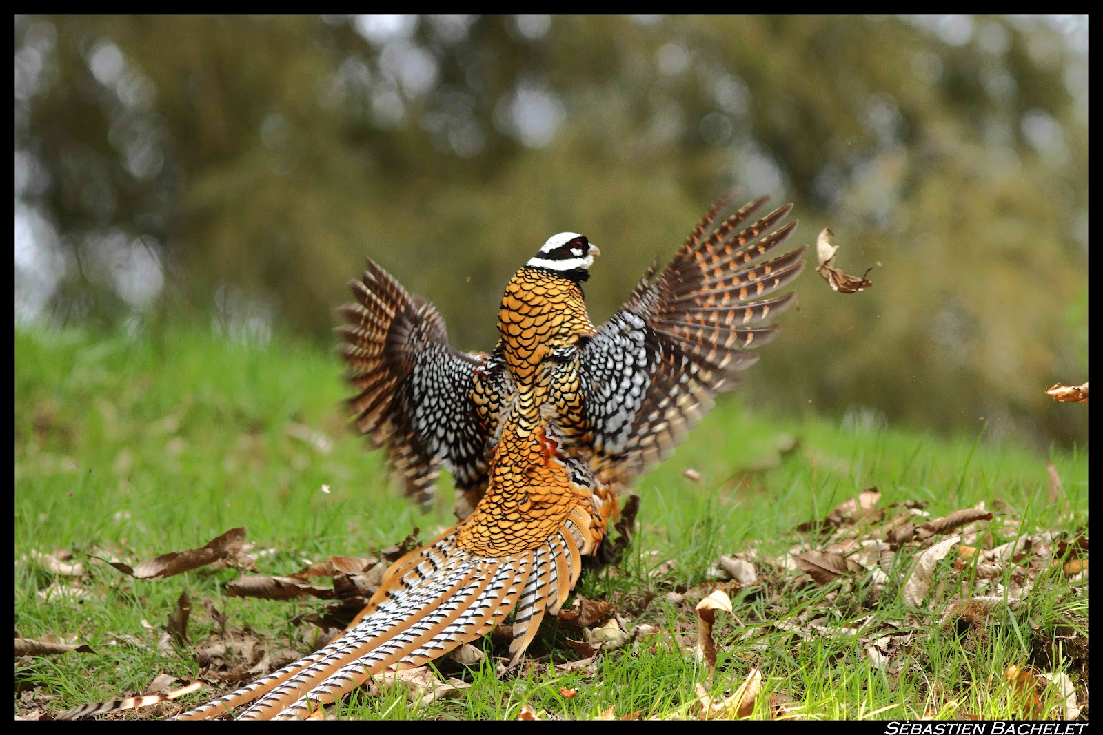 Bienvenue sr le blog de Sébastien Bachelet: Faisans