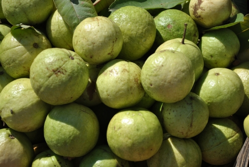 We love Our Bangladesh: Guava(peyara/pearah or goyaa) now a native ...