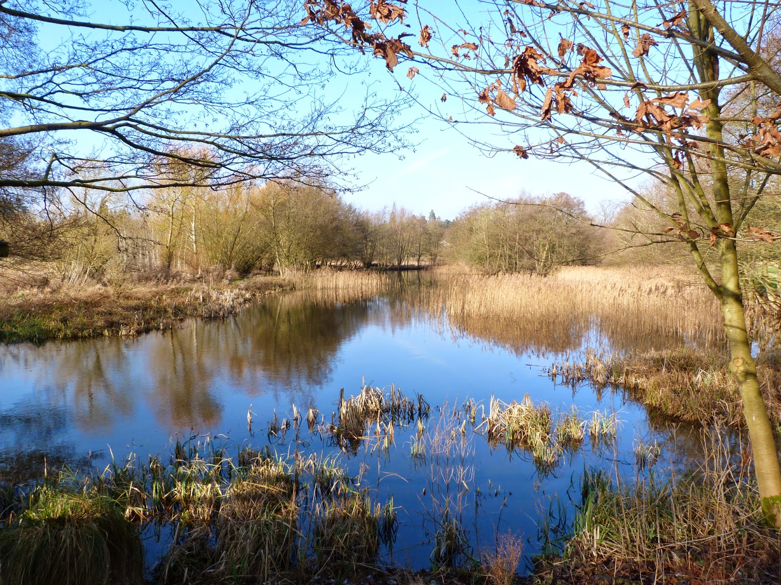 Lamsdell Bird Ringing and Wildlife Blog: Lynford,Santon Downham & Stubb ...