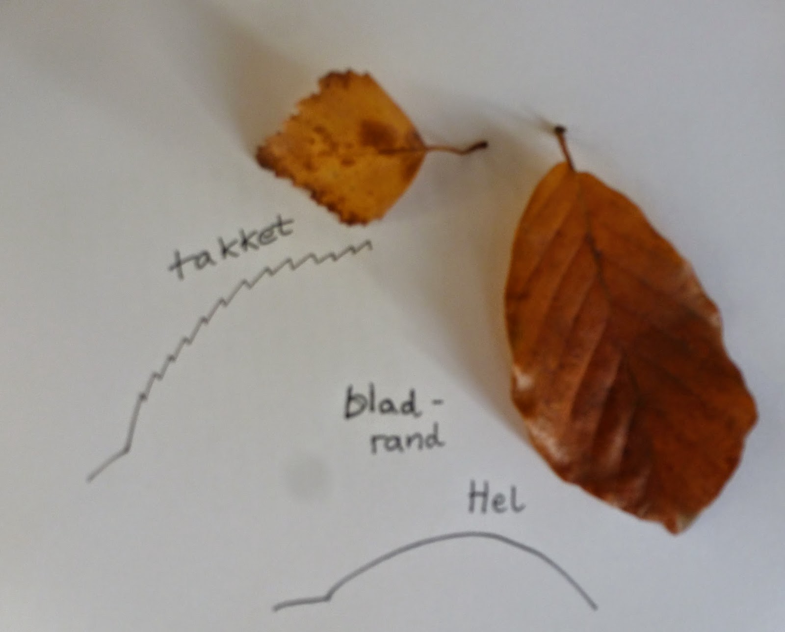 Værksted, natur & teknik