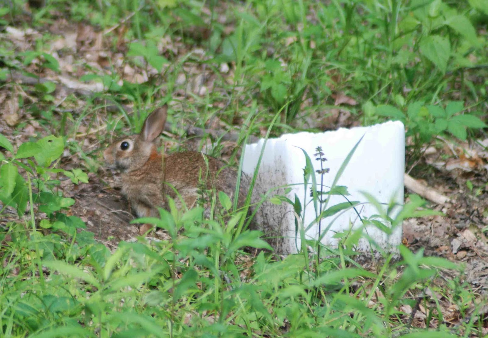 Old field Studio & Leo Lakes: Unusual visitor to the salt block!