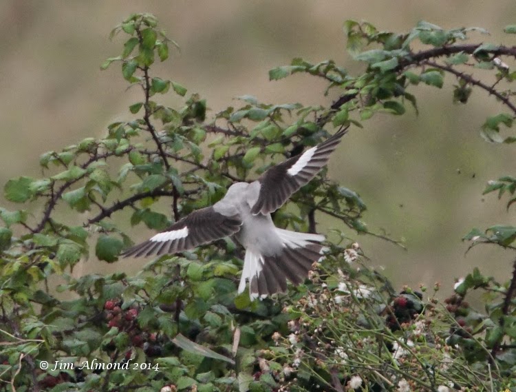 Shropshire Birder: Hollesley Marshes - Lesser Grey Shrike