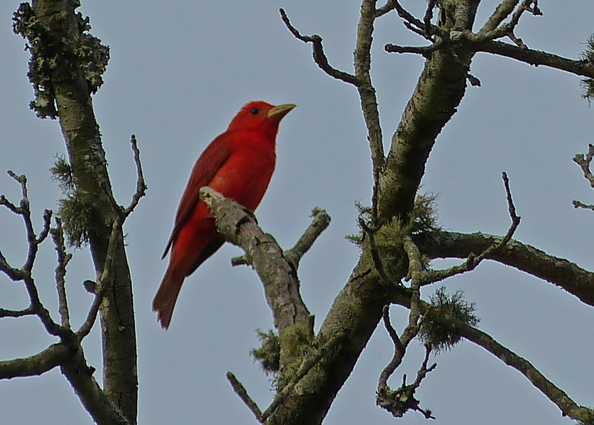 Life, Birding, Photos and Everything: The Hills Are Alive with the ...