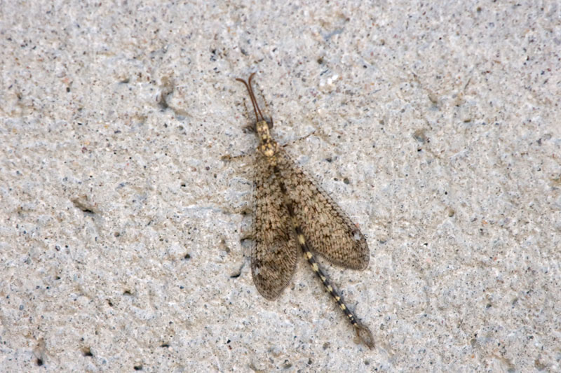 Your Daily Dose of Sabino Canyon: Bugs, Part 3: Lions in the desert
