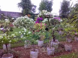 Pesona Bunga di Jawa Tengah - Pejuang Pena