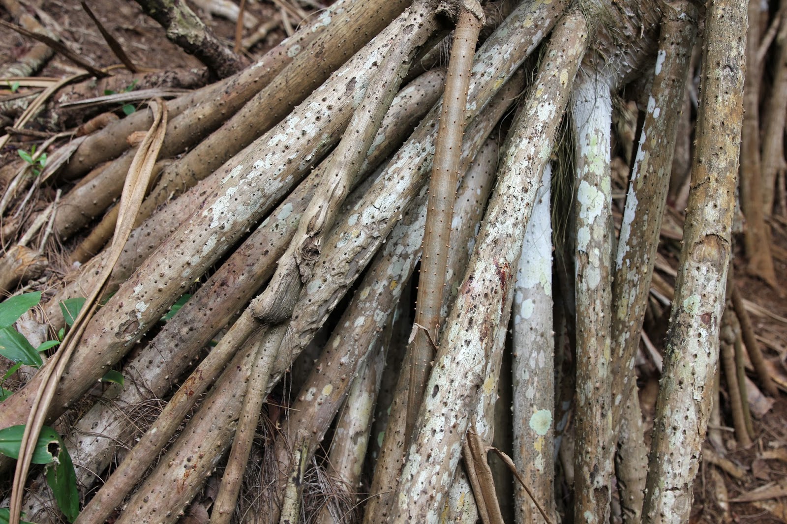 Hawks and honey: Kauai 2014 {Day 3; featuring Queen's Bath and Duane's ...