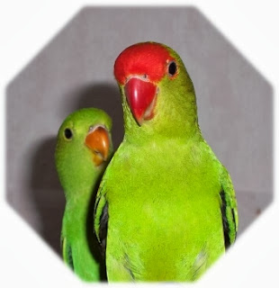 Mengenal Lovebird dan Jenis-Jenisnya | Burung Gue
