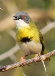 MAIMO AND ZOOLOGY: The Bamenda Apalis Bird