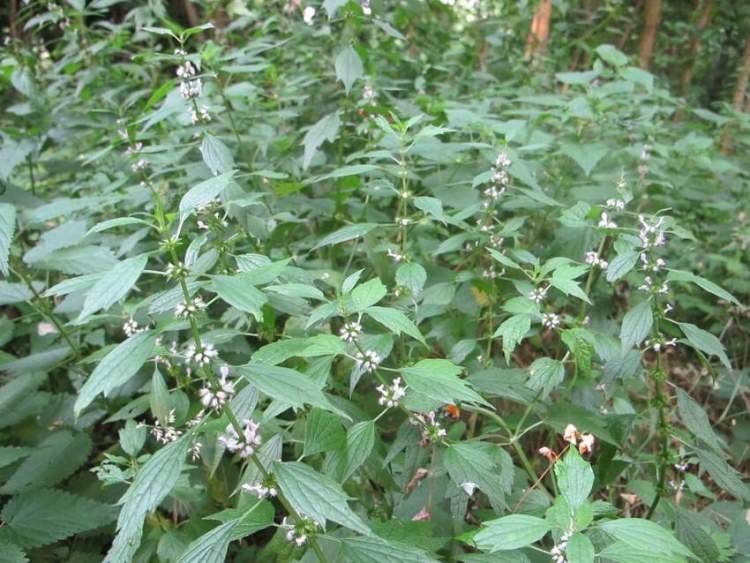 Seminte si plante de gradina hobby: Talpa gastei-Leonurus cardiaca