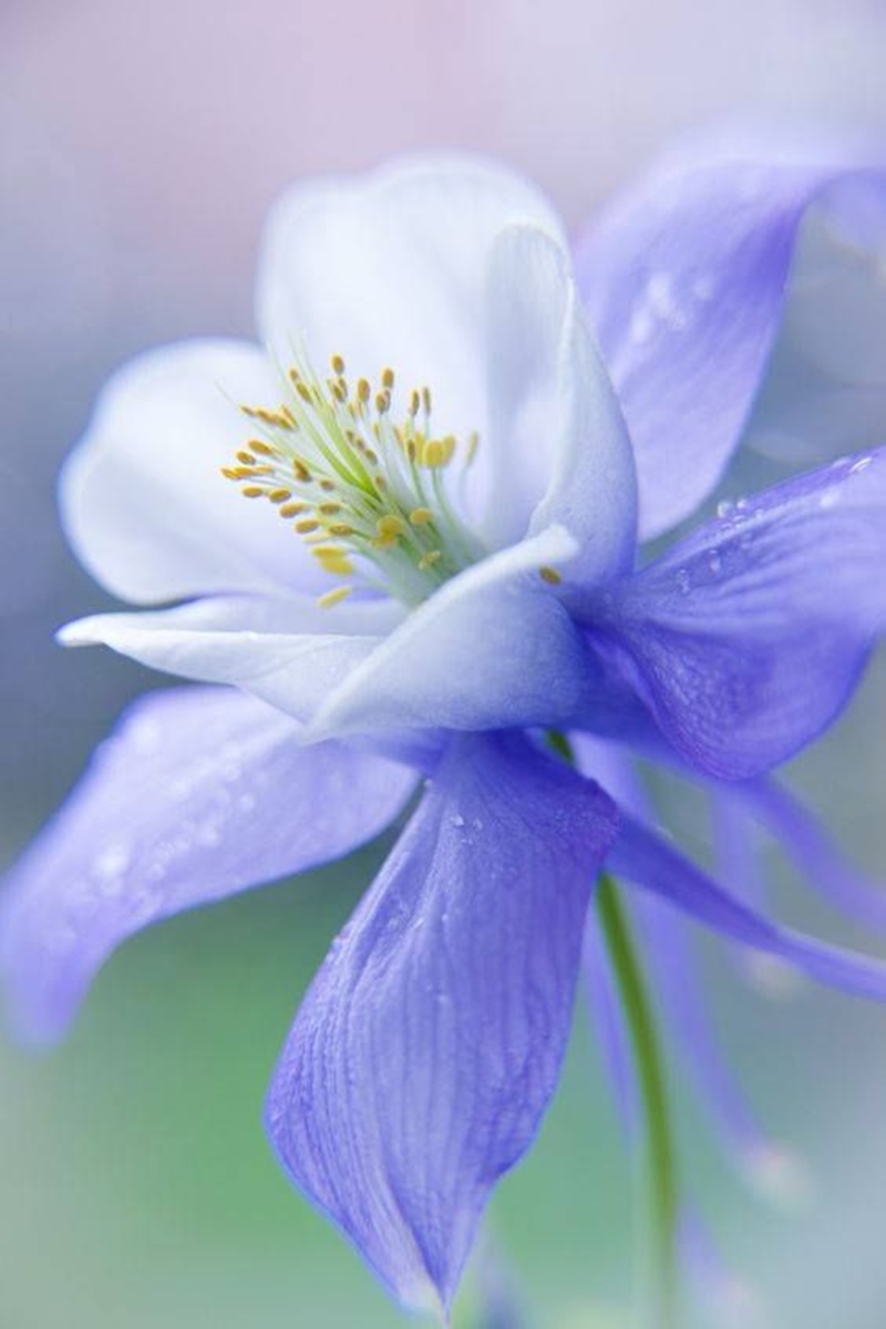 06Belen: Flor Azul Celeste