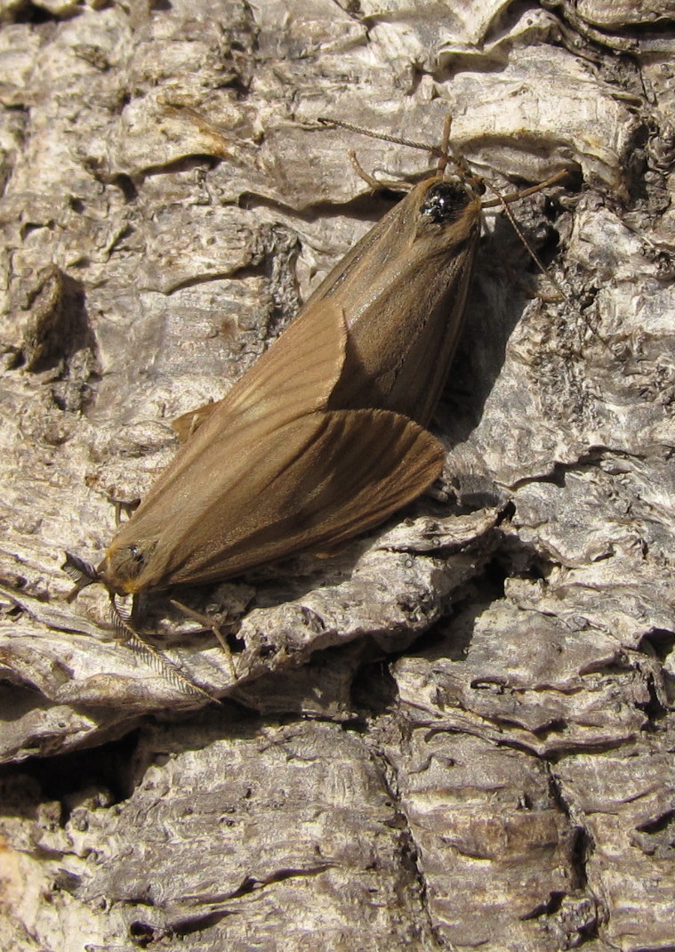 Bug Eric: Moth Monday: California Oak Moth