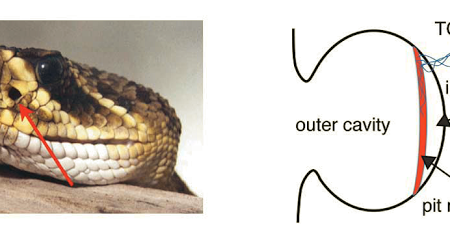 Biological Freak: 蝮蛇頰窩器官(pit organ)偵測紅外線的分子機轉 08-25-2018