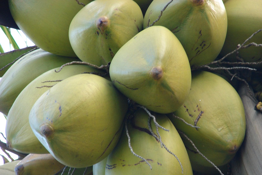 How is water formed inside coconut and what is its composition? - My Q ...