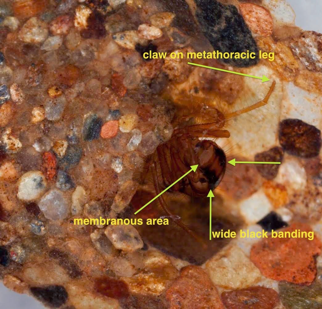 Aquatic Insects of Central Virginia: A significant find in Sugar Hollow ...