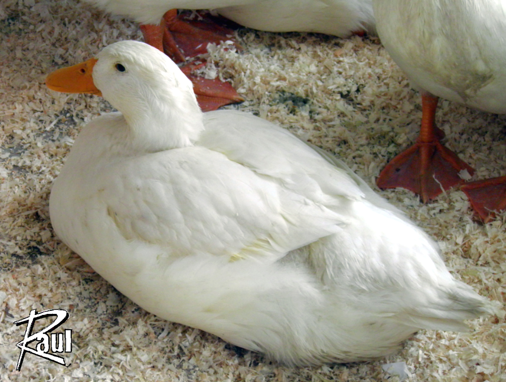 Naturaleza Viva : Pato domestico ( Anas platyrhynchos domesticus )