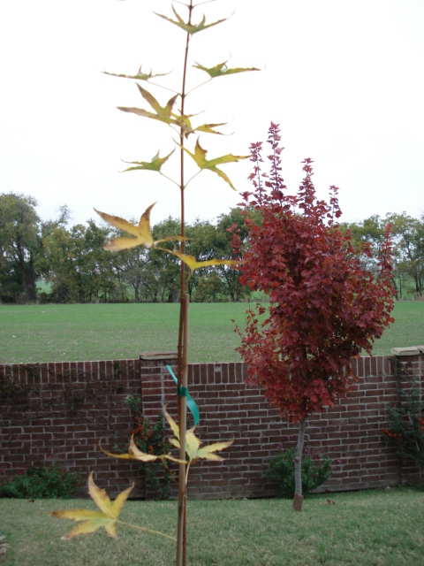 MAPLES 4 ALLEN, TEXAS