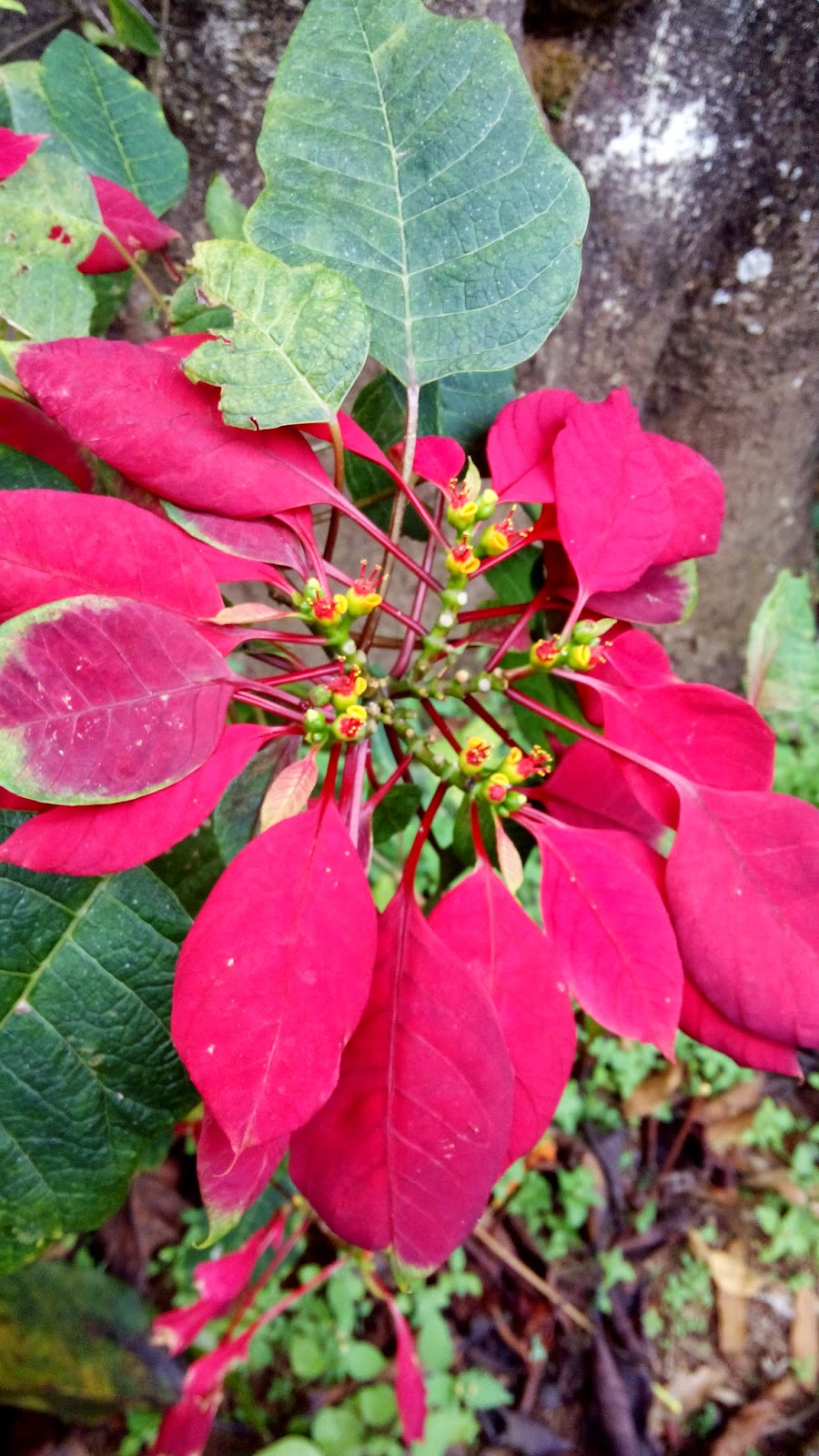 Garden Care Simplified: Enchanting Kerala Munnar Tea Plantations and ...