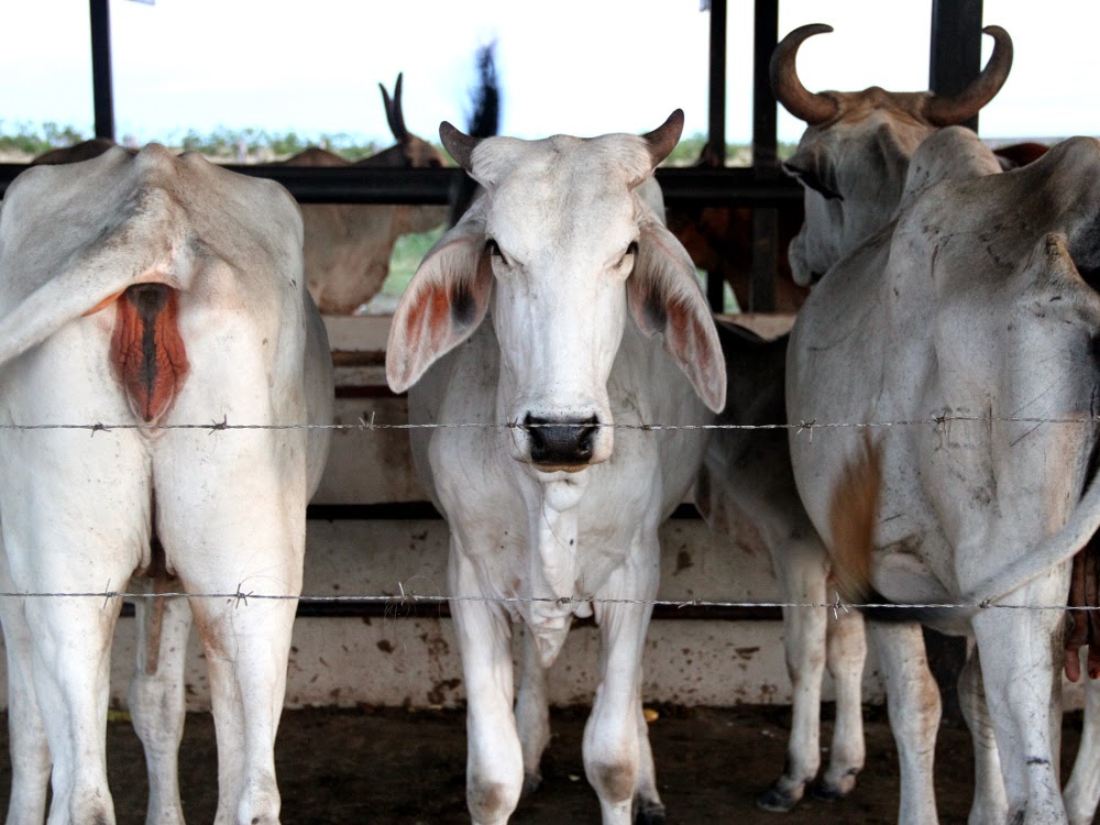 Investing in Tropical Trees: 5/25/14 - 6/1/14