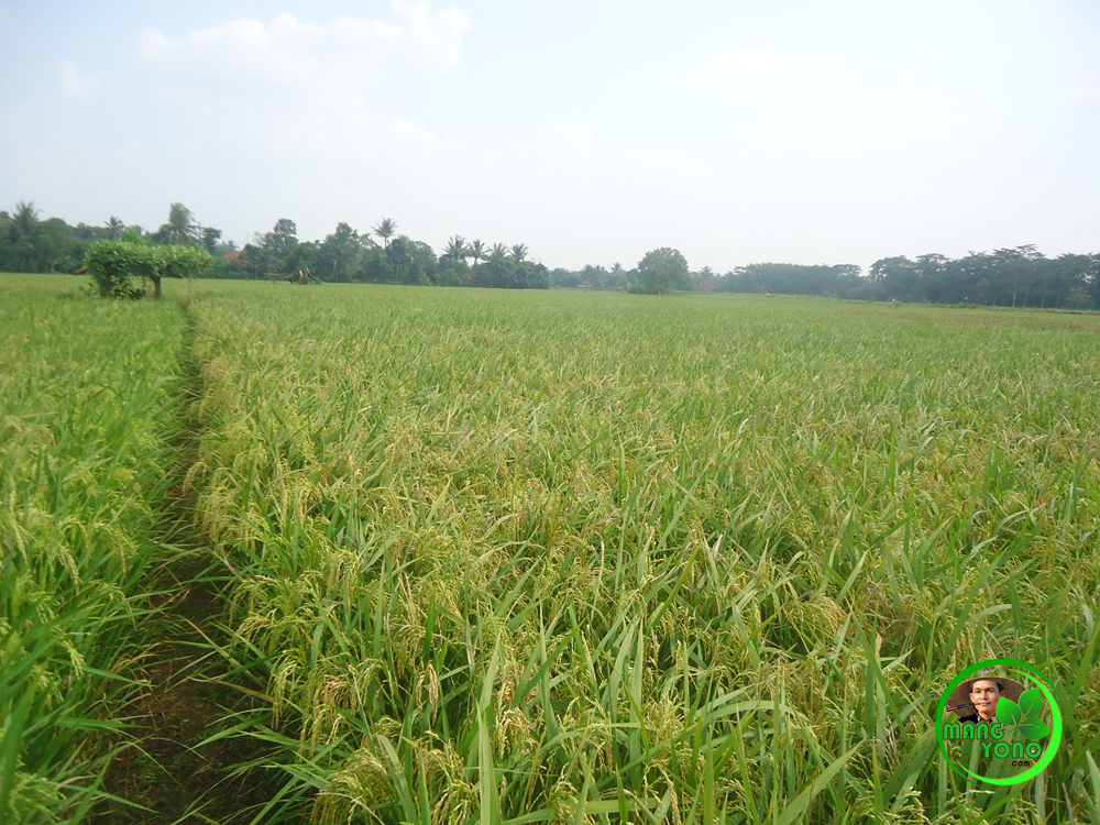 Inilah Tanaman Padi Ketan di Kabupaten Subang.