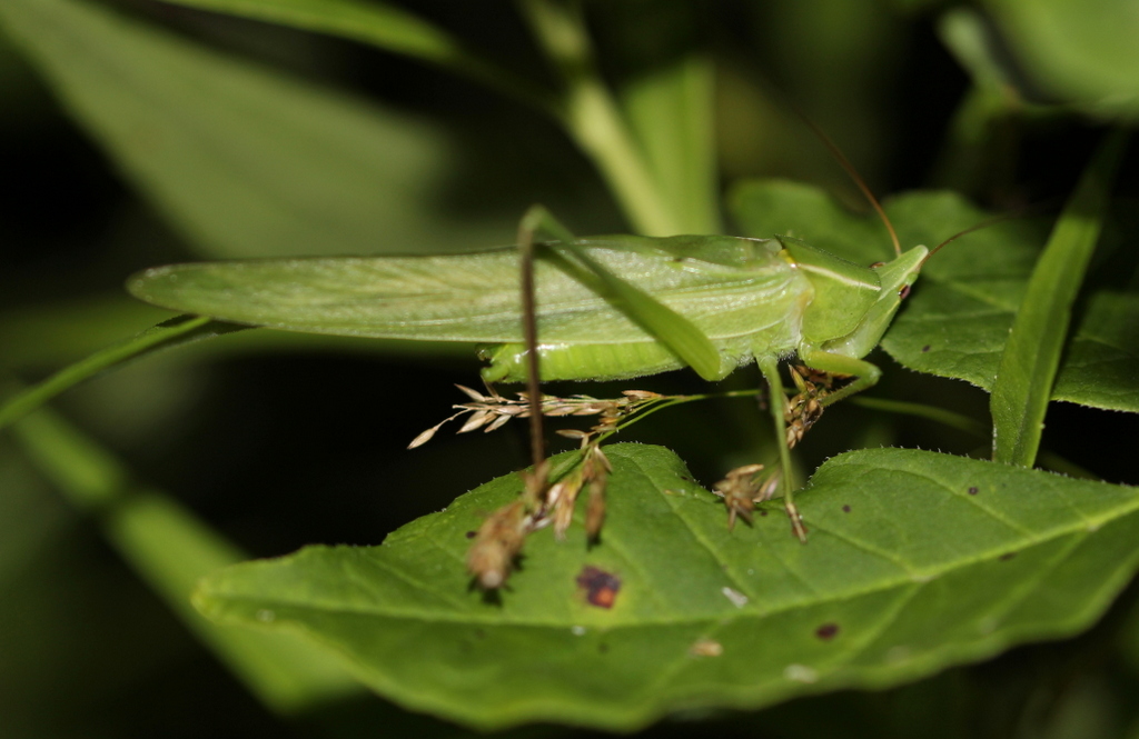 Listening in Nature: It's Time for Coneheads!