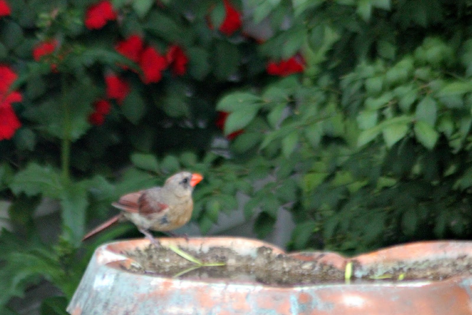 Mourning Doves and Cardinal at the Birdbath - Grateful Prayer ...