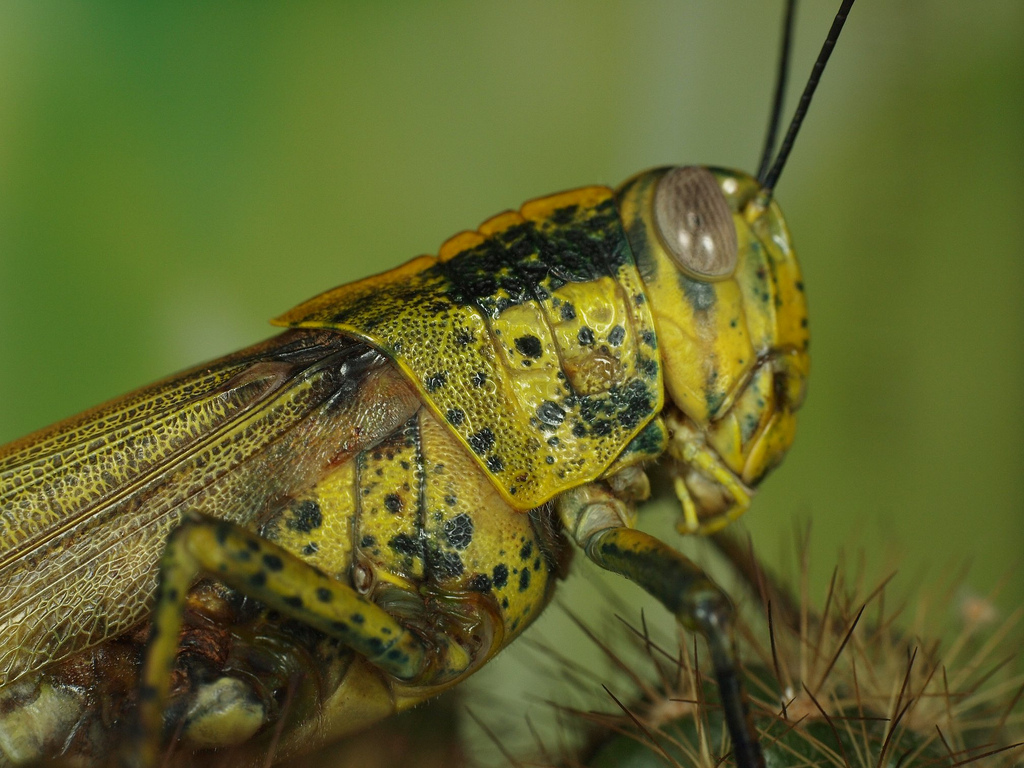 tipaklong - philippin news collections