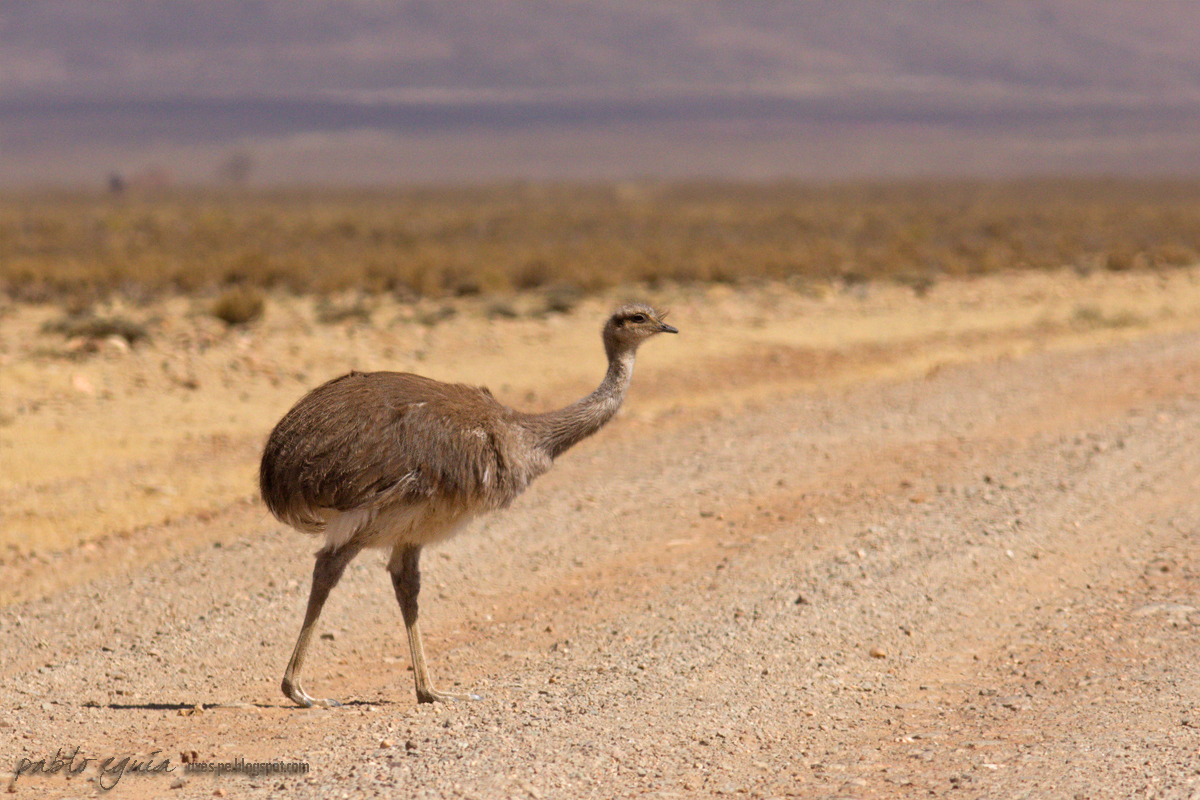 mis fotos de aves: Rhea tarapacensis Suri Cordillerano Puna Rhea