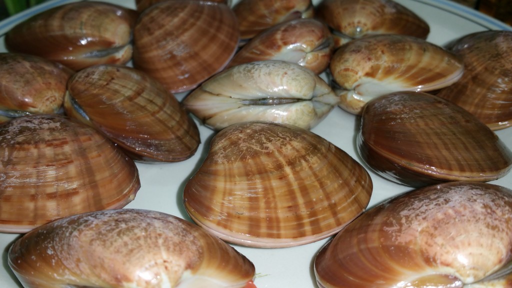 CONCHA FINA A LA PLANCHA CON AJITO Y PEREJIL | LA COCINA TRADICIONAL DE ...
