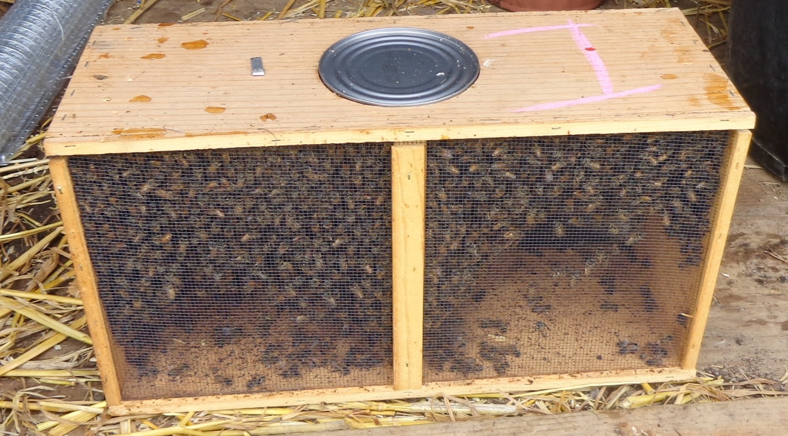 Daniel's Pacific NW Garden: Beekeeping. Progress notes.