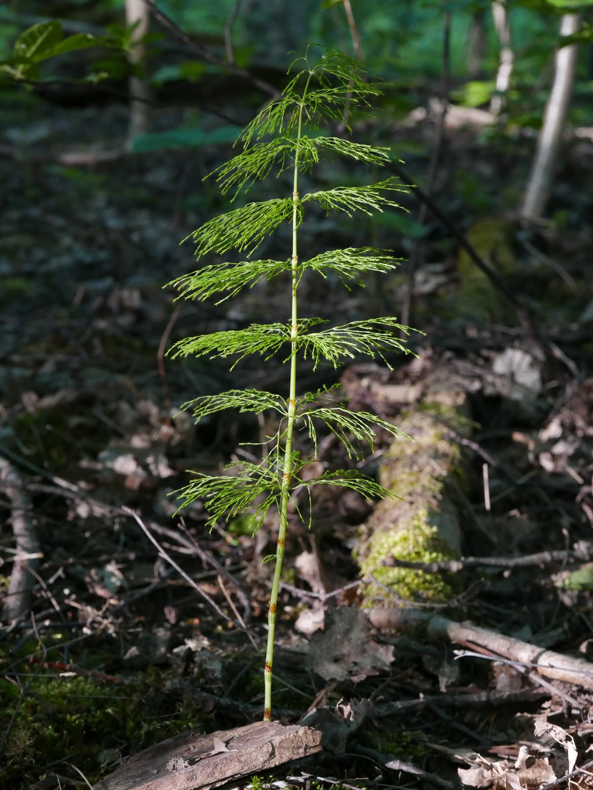 Retkiä kasvimaailmaan: Metsäkorte, Peltokorte
