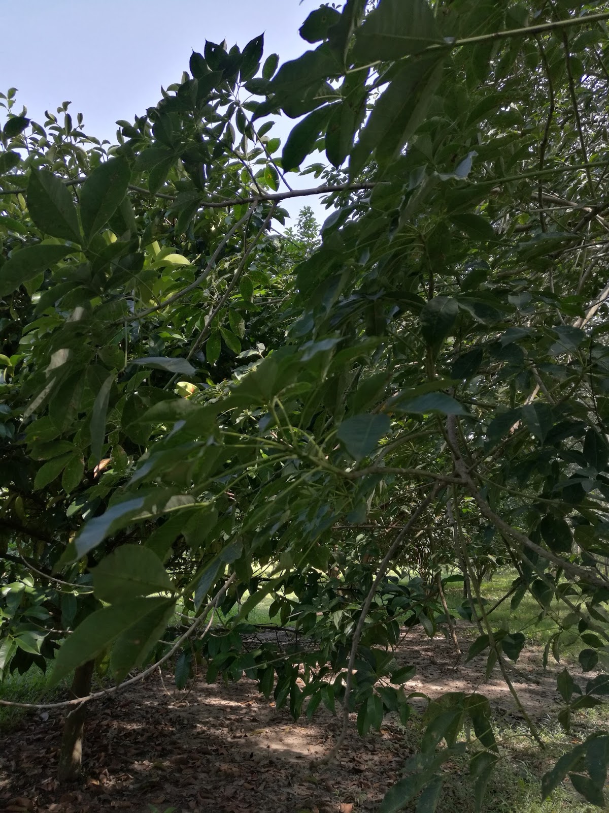 AceShooter6: CARA MENGURANGKAN BAU GETAH SKRAP SECARA CEPAT.