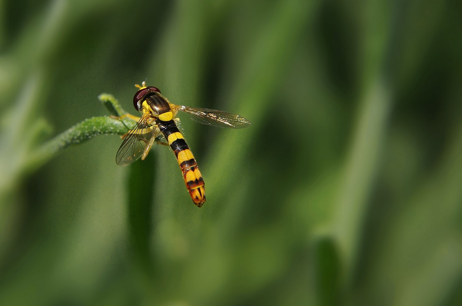 gli insetti: Sirfide