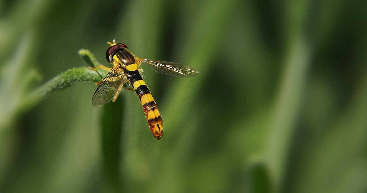 gli insetti: Sirfide