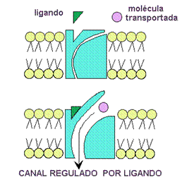 TRANSPORTE A TRAVES DE MEMBRANAS