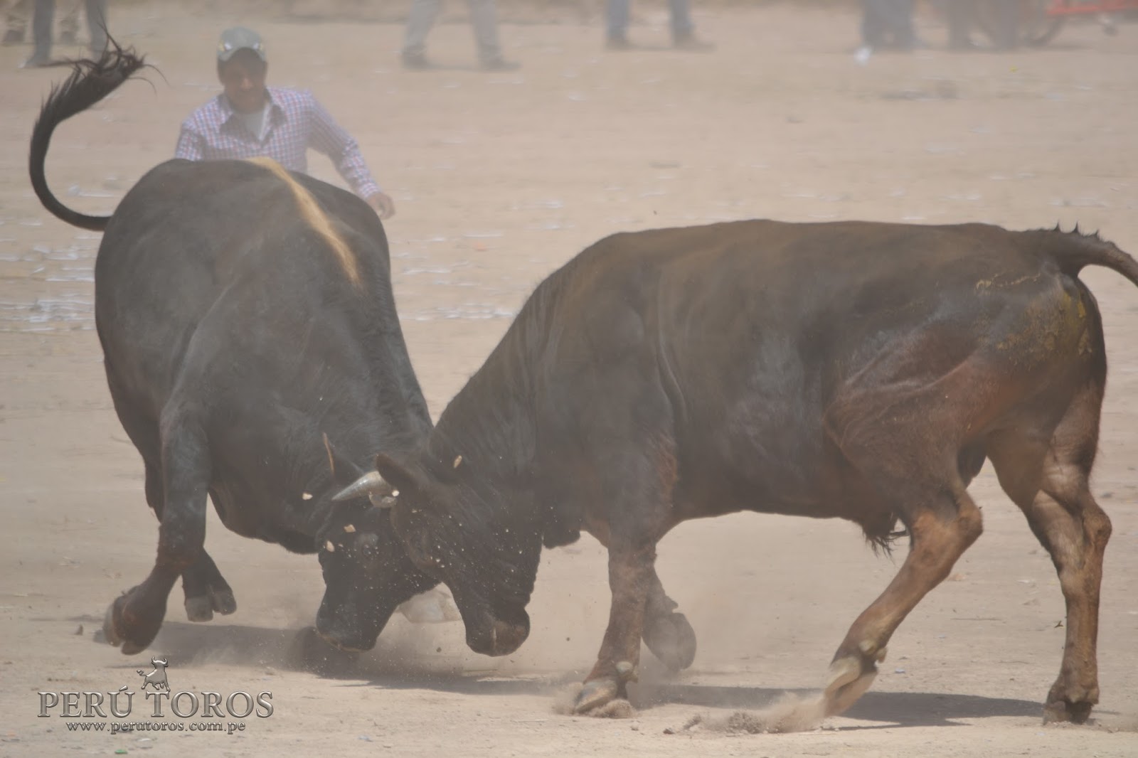 PERÚ TOROS: PELEA DE TOROS EN MACHE