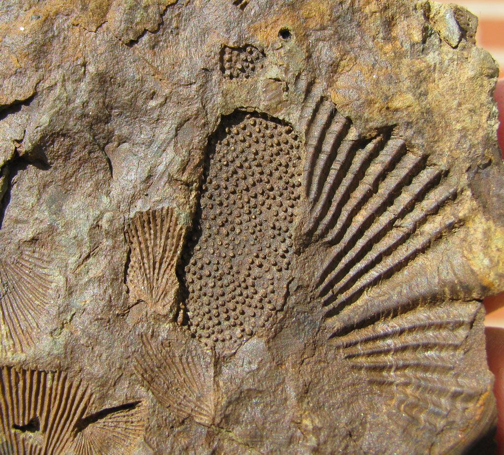 Views of the Mahantango: Hash plate from the Mahantango formation of ...