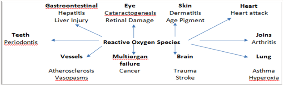 Lupine Publishers: Should Reactive Oxygen Species (ROS) in Human Body ...