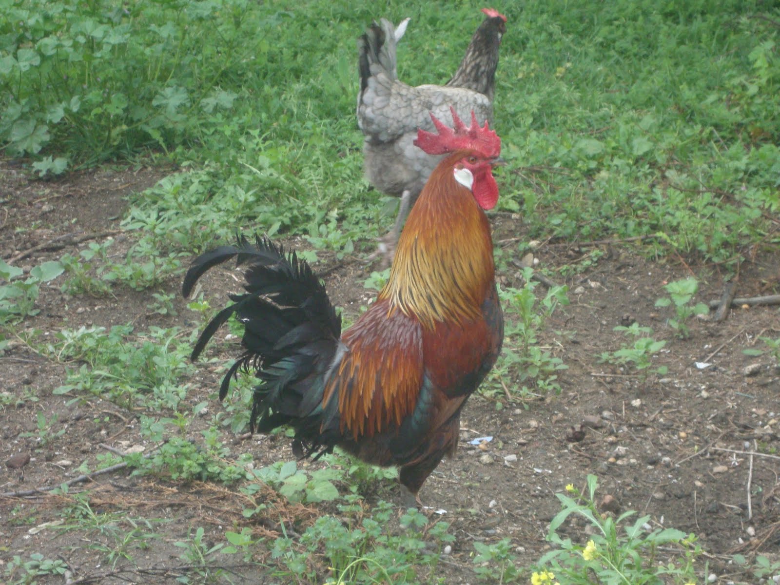 Mi corralito: la utrerana