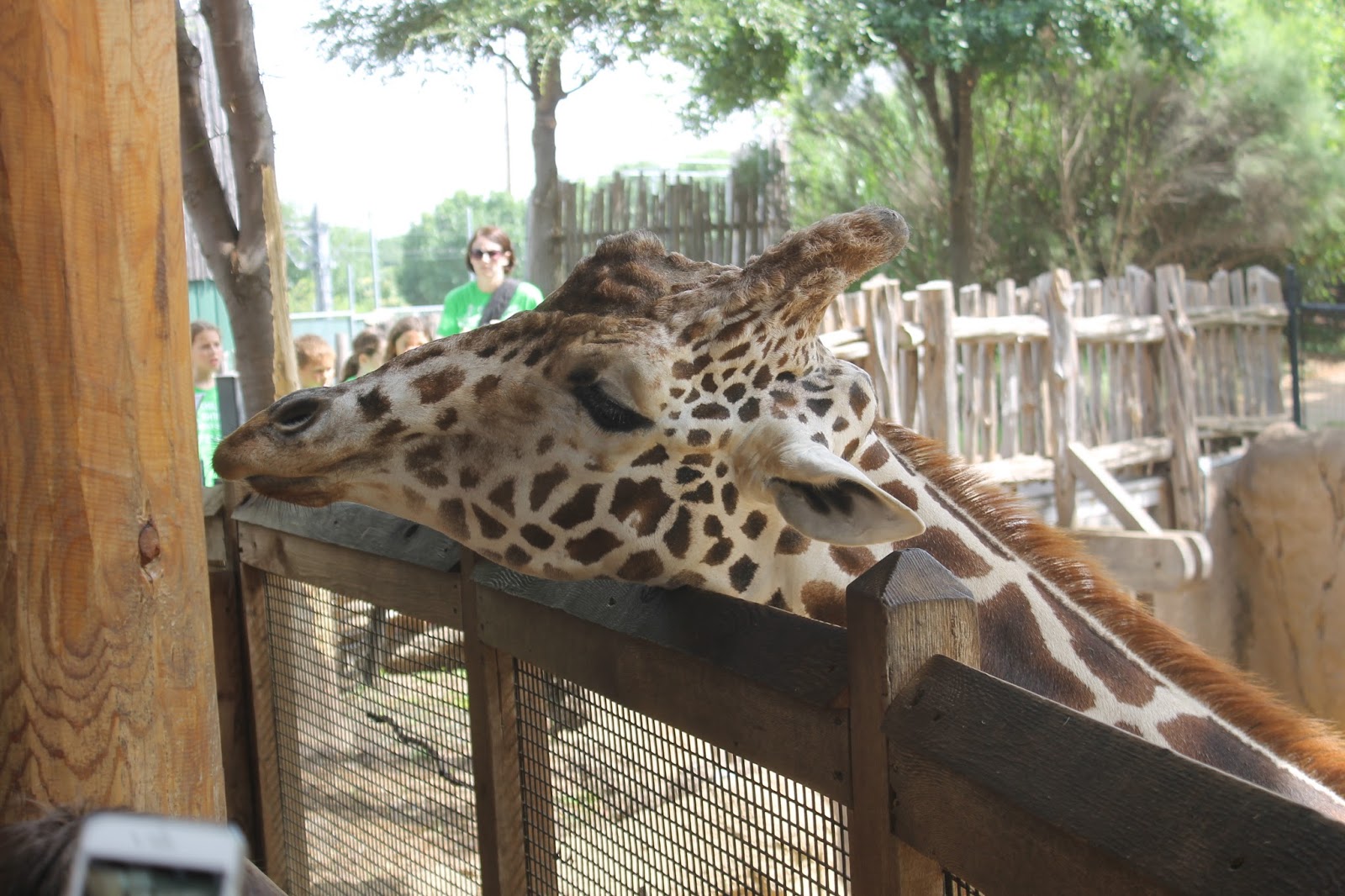 Hold the Gluten Please: The Dallas Zoo