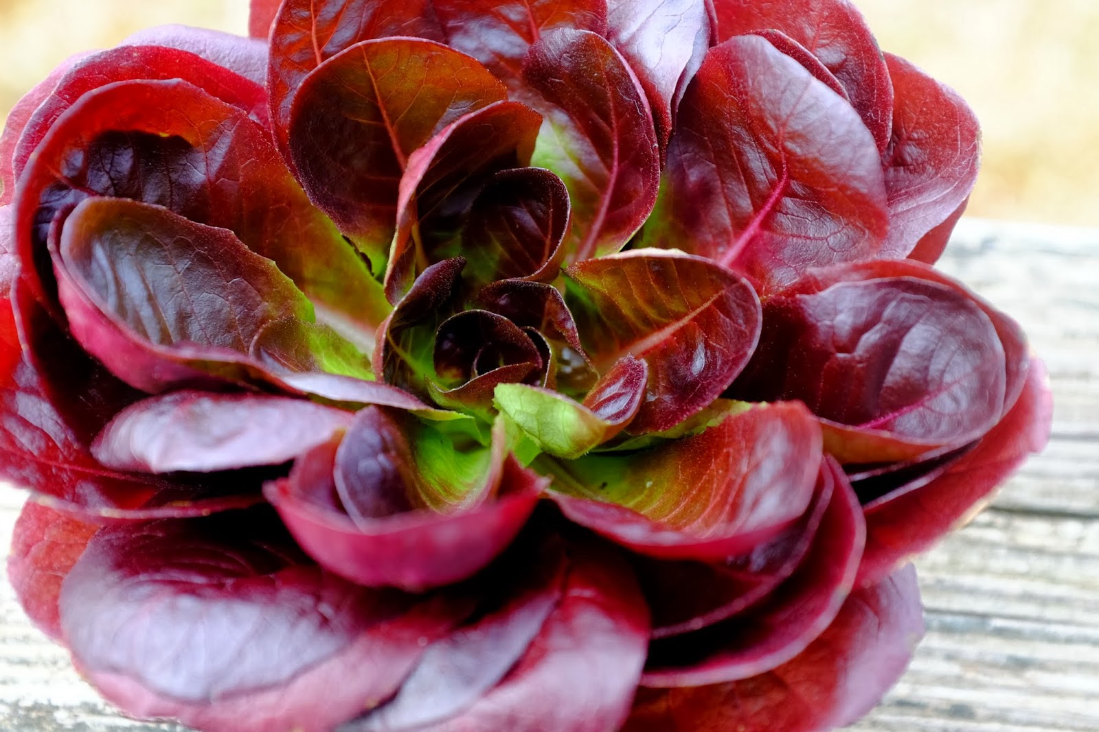 The Tillery Times: Local Bounty: Salanova Red Lettuce