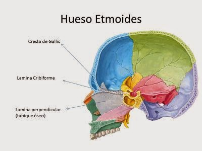 HUESOS ETMOIDES | Wikimedici