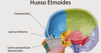 MediEstudy: Bone ethmoid