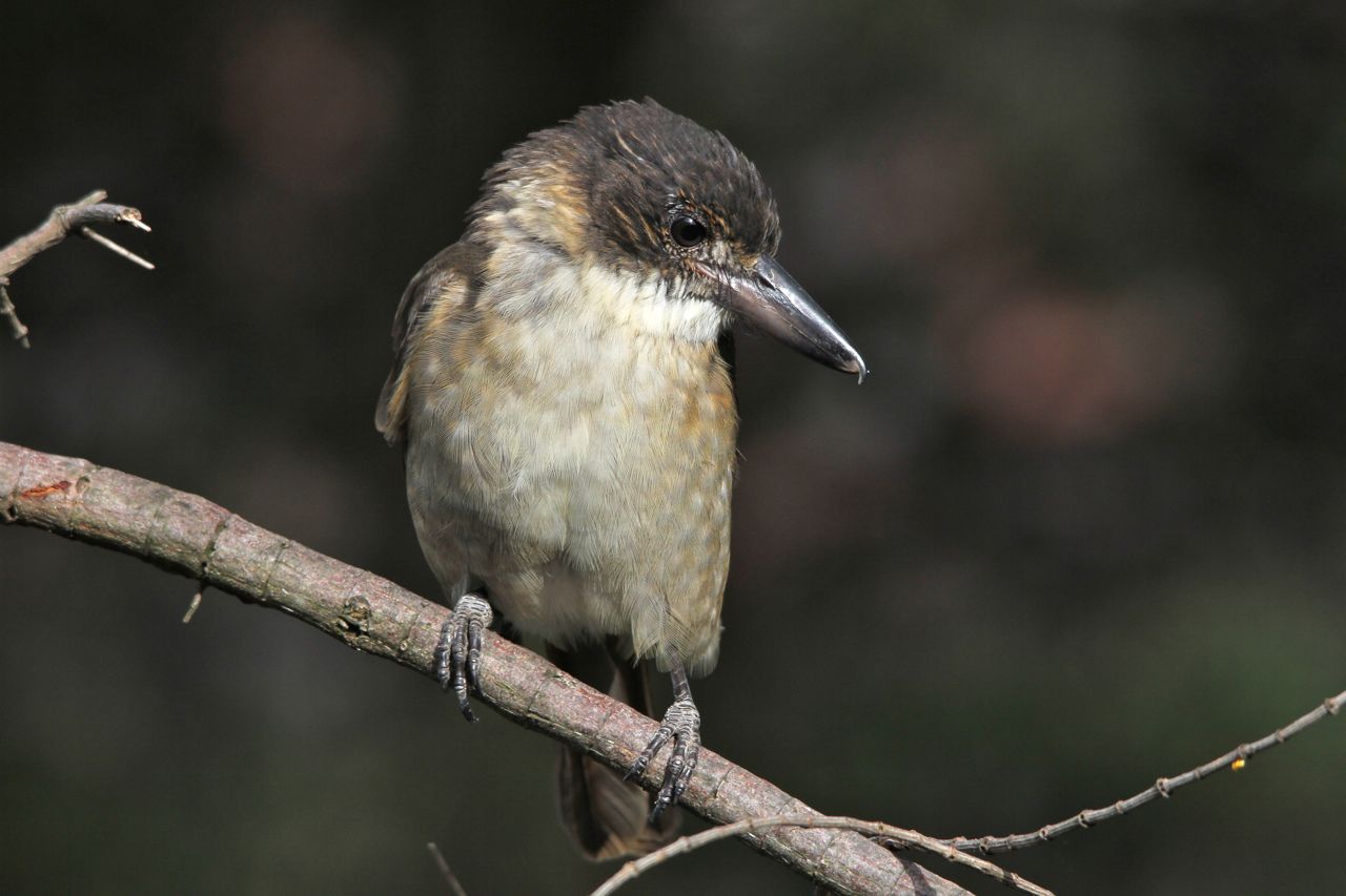 Pete's Flap Birding Aus: Butcherbird brightens dull morning