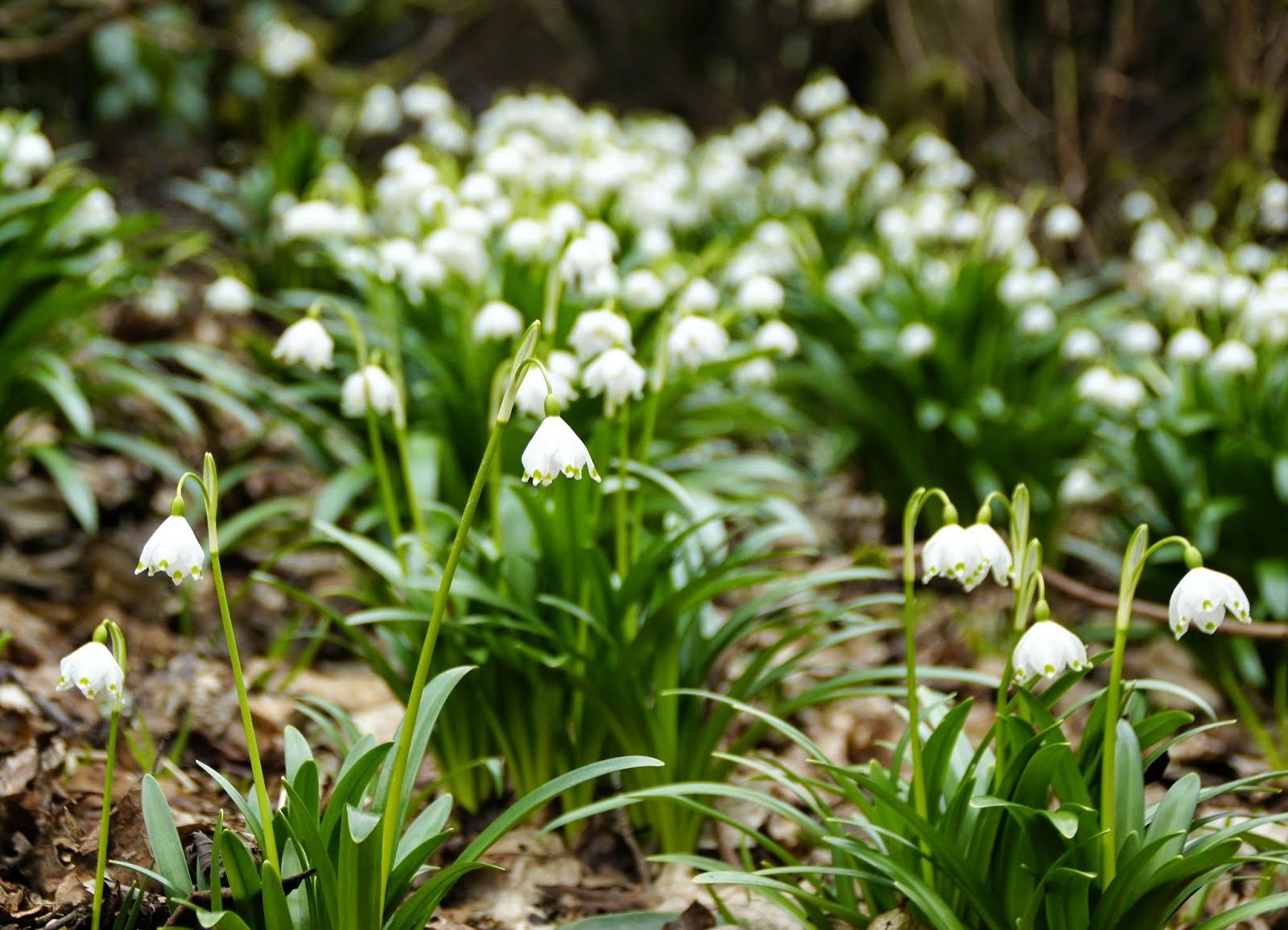 A Trip to Dawyck Gardens to see the Snowdrops