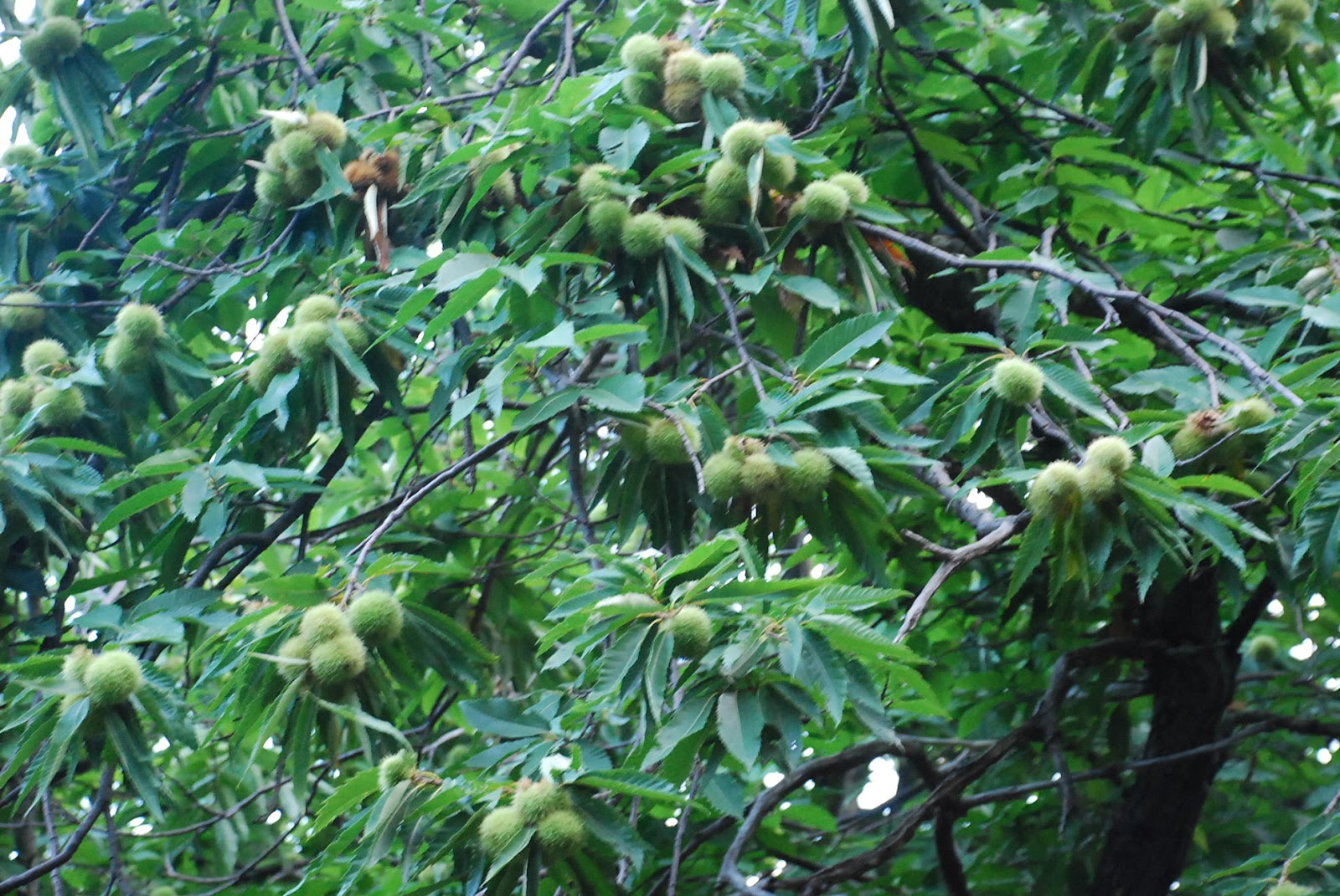 Pequeña montaña (senderismo en familia): Castanyer d´en Cuc