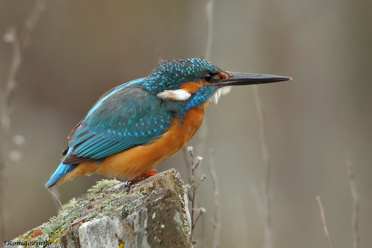 Pescador de aves: O Guarda rios do campo ...