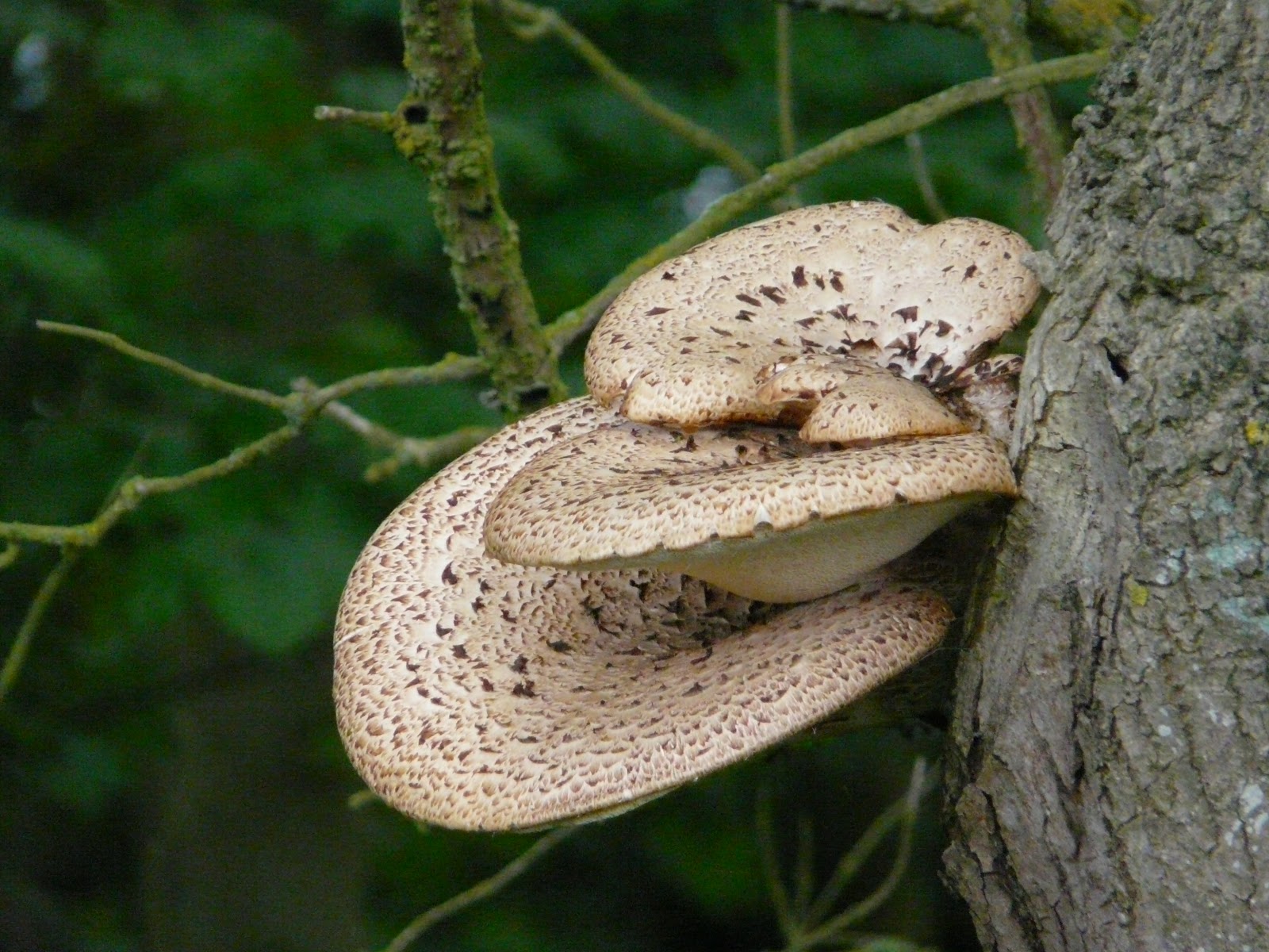 Tophill Low Nature Reserve: Fungi